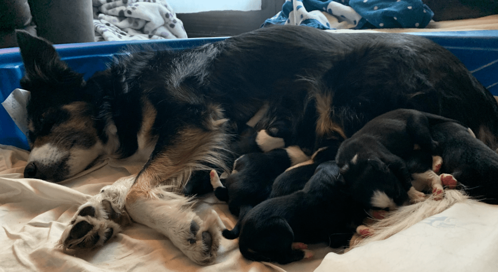 Best Friend Borders – Come-bye Pet Transport